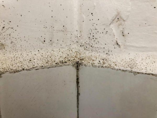 Mold in Gyms, a Fungus-Filled Fitness Hazard | The Mold Medic
