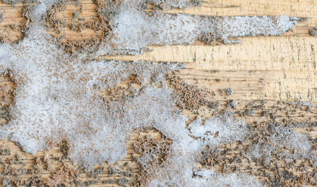 How to Remove Mold on Wood | TMR