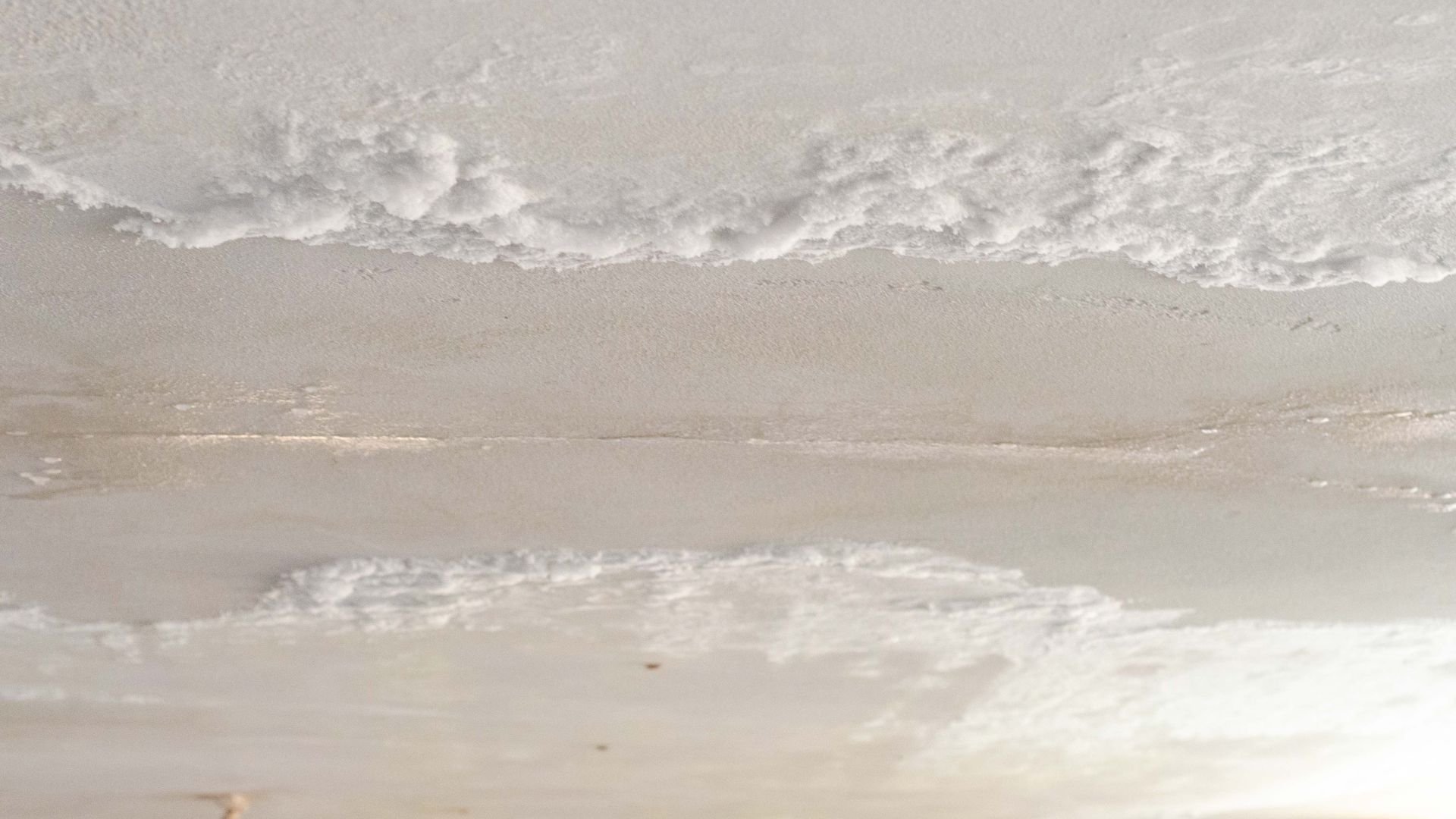 Mold vs Mildew: Understanding the Difference